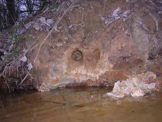 Otter - otter? - Trapperman Forums